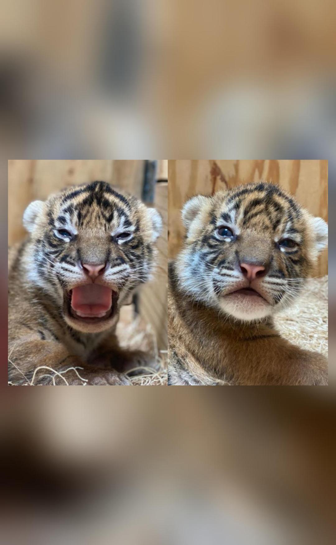 Tigress gives birth to 2 rare Sumatran cubs at US zoo, video viral