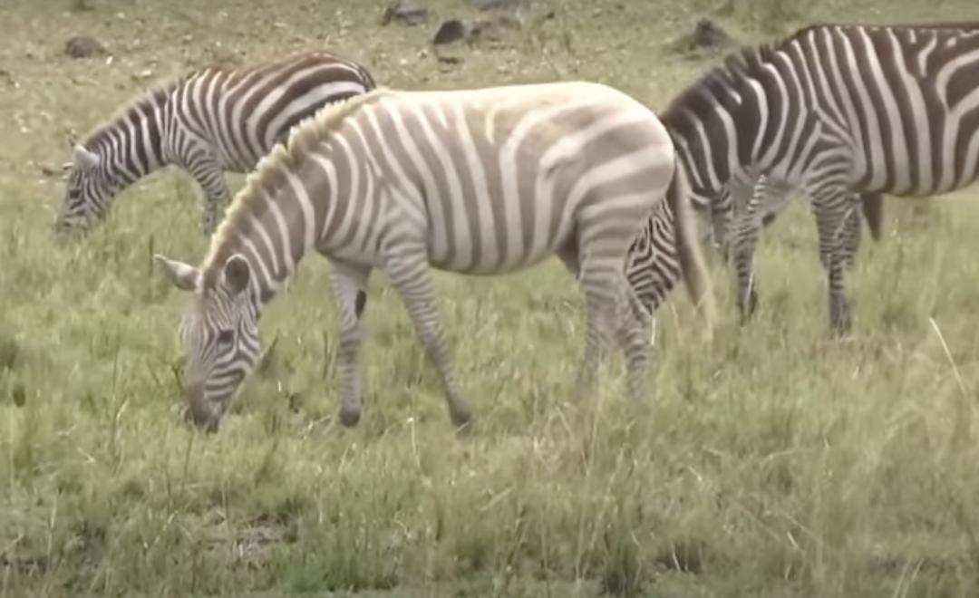 Rare Albino zebra spotted in Kenya; video surfaces | World News | Inshorts