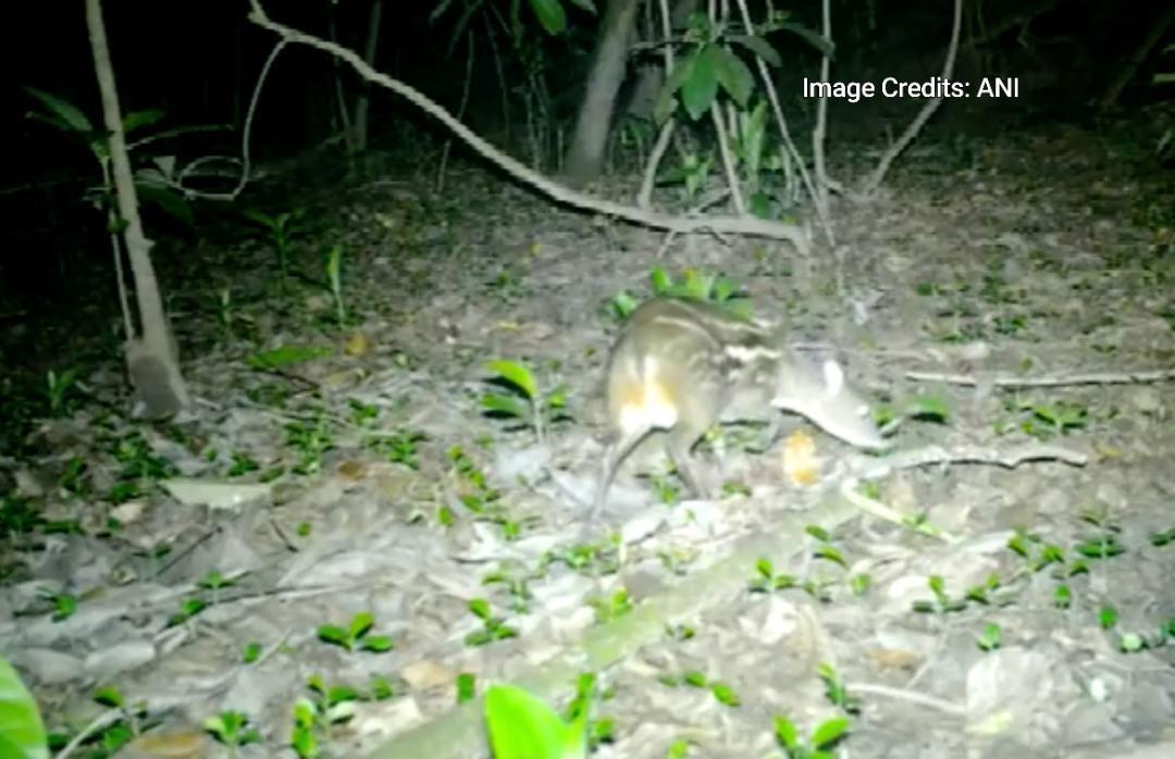 Rare Indian mouse deer spotted in Chhattisgarh's Kanger National Park