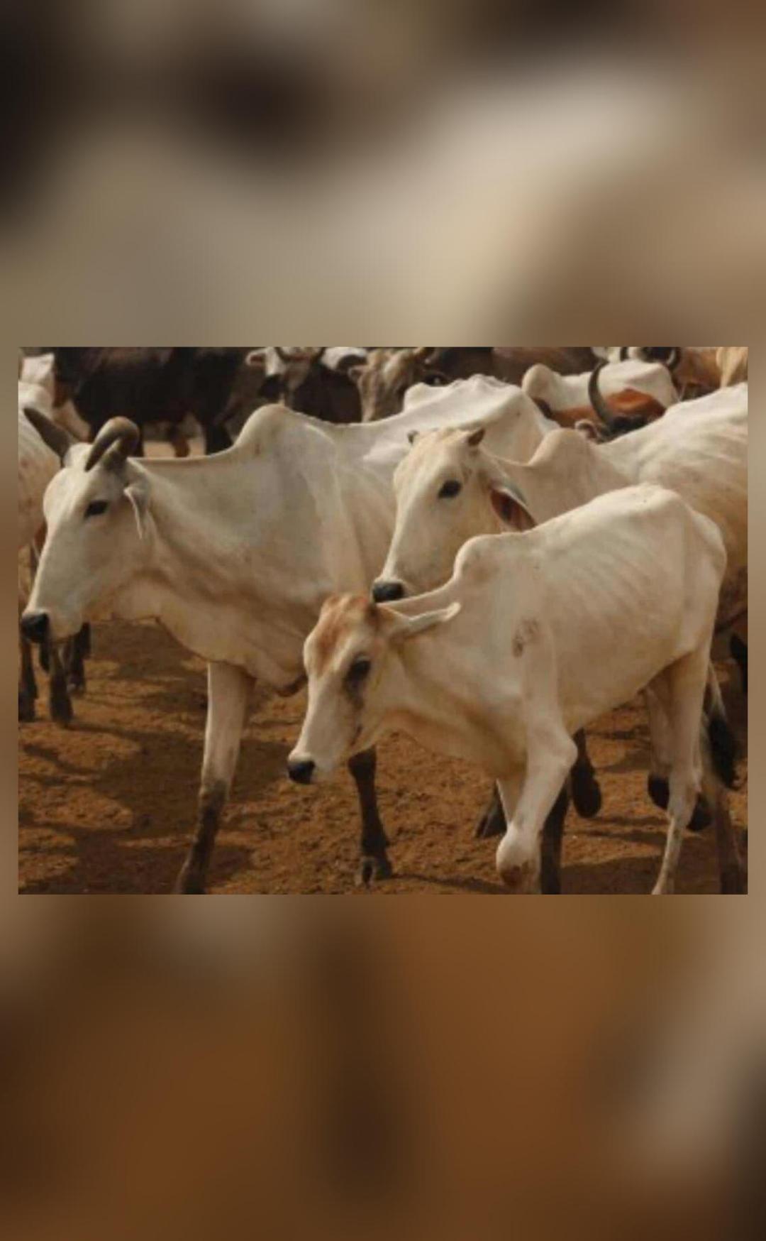 At least 18 cows slaughtered after suspects raid cow shelter in UP ...