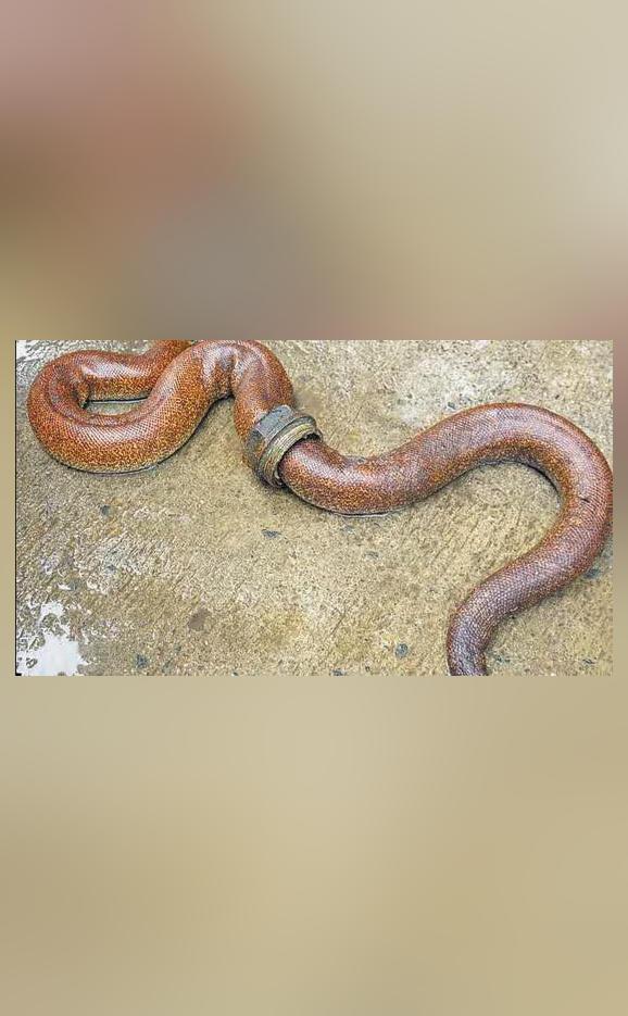 Red sand boa trapped in 2 metal rings rescued from Delhi | National News | Inshorts