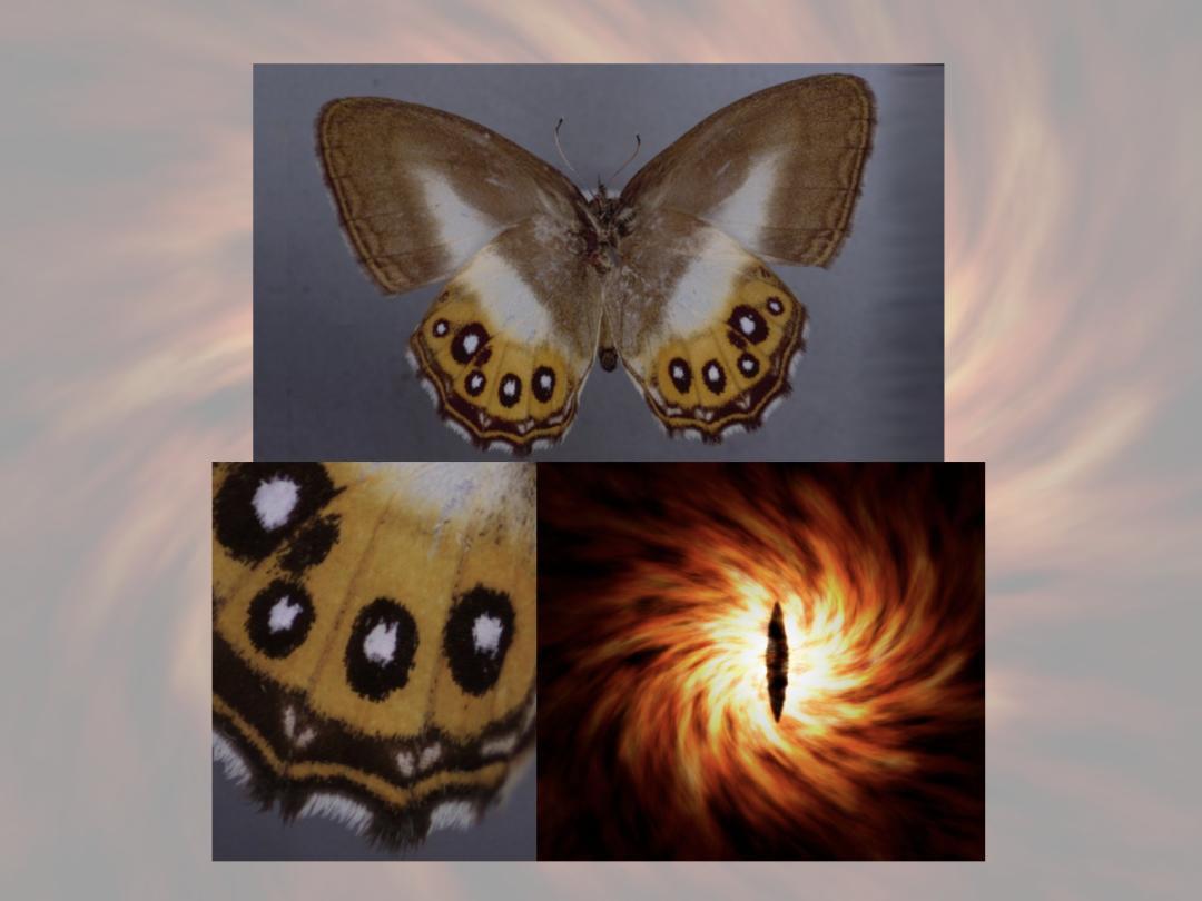 Rare butterflies named after 'Lord of the Rings' villain for how they look
