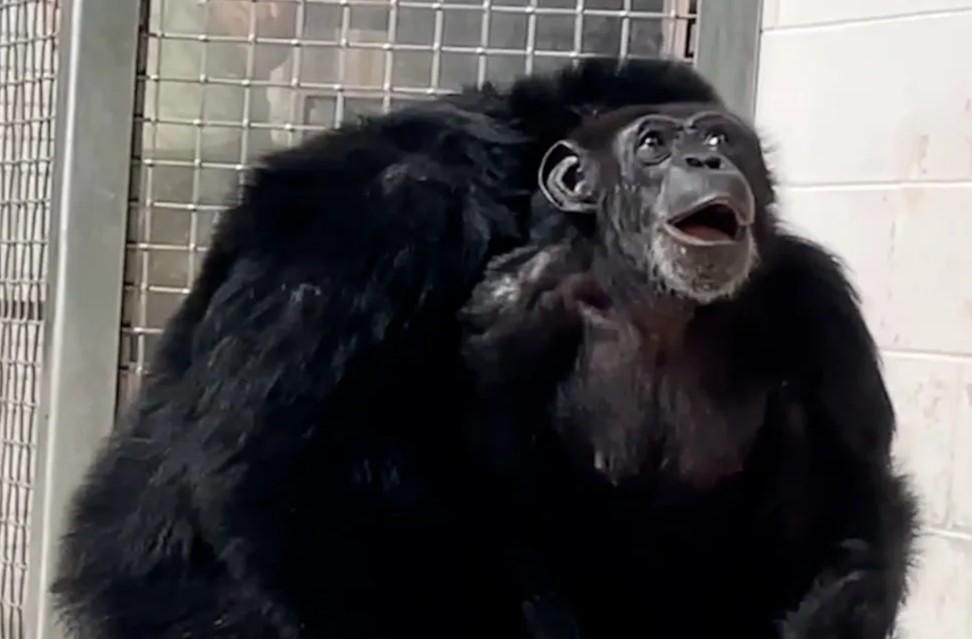 Chimpanzee caged for her entire life sees sky for the 1st time ...