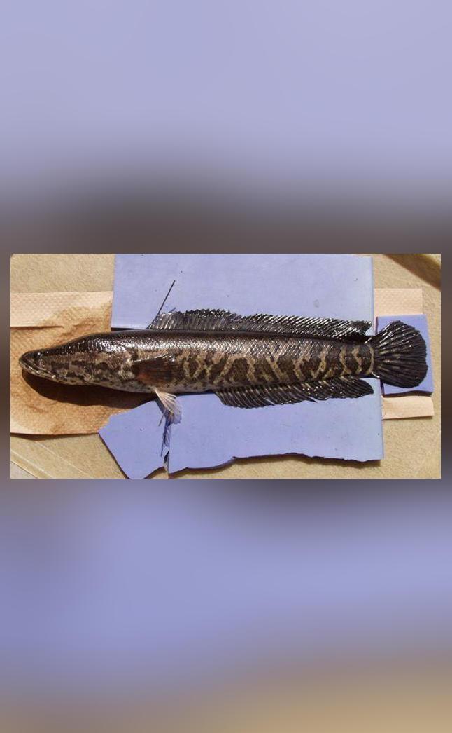 Rare fish that can survive on land for days found in US | World News ...