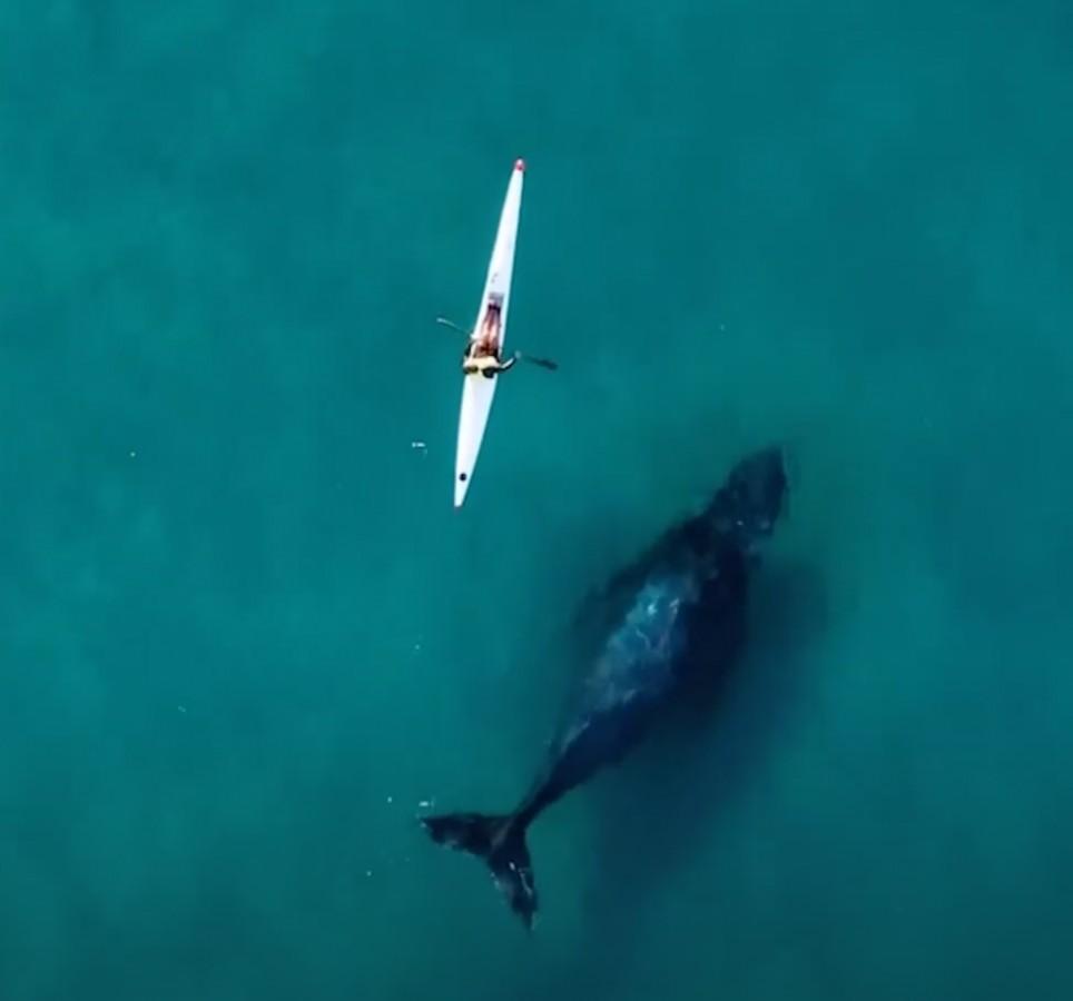 Aerial footage shows humpback whale following kayaker in Australia