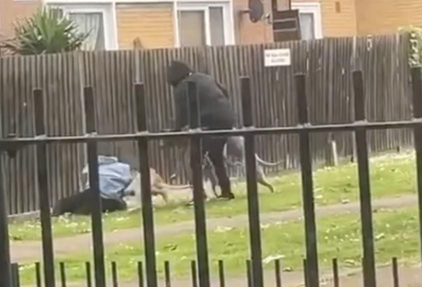 3 pet dogs chase & maul woman in London; video surfaces