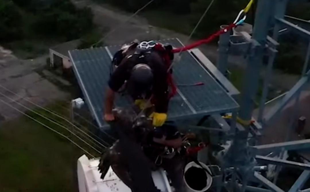 Man climbs tower to rescue eagle with trapped wing; video out