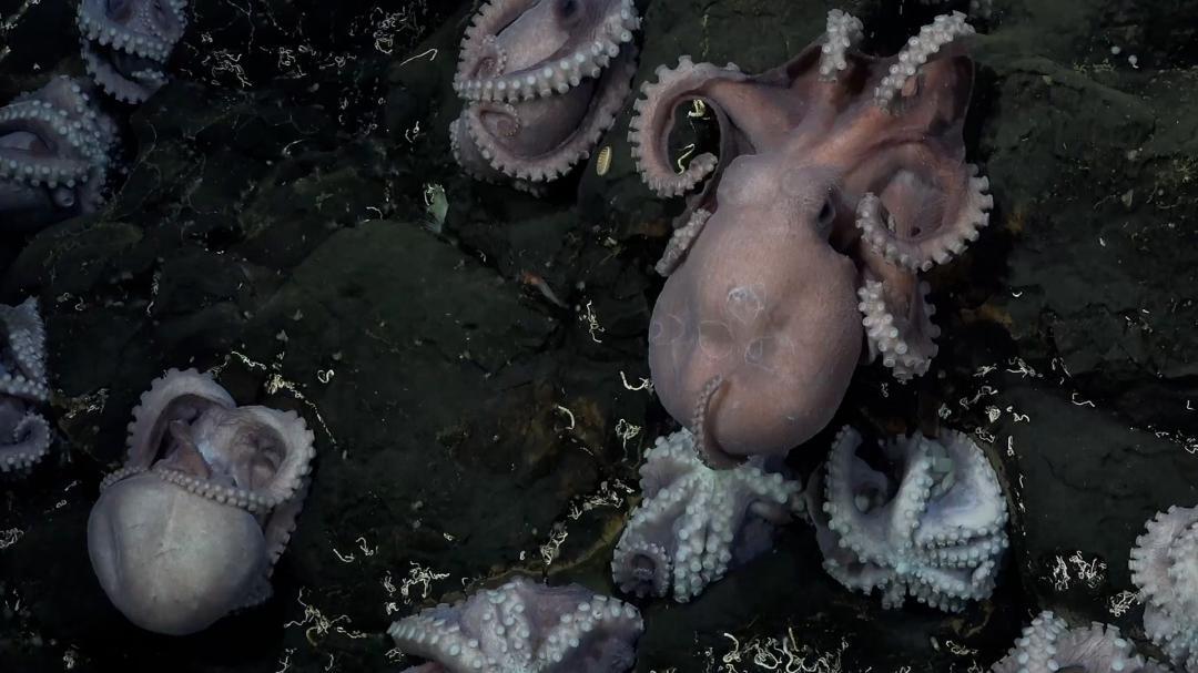 Rare active Octopus nursery discovered in Pacific Ocean