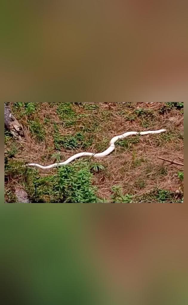 Rare white snake seen in Himachal Pradesh amid rains, pic surfaces