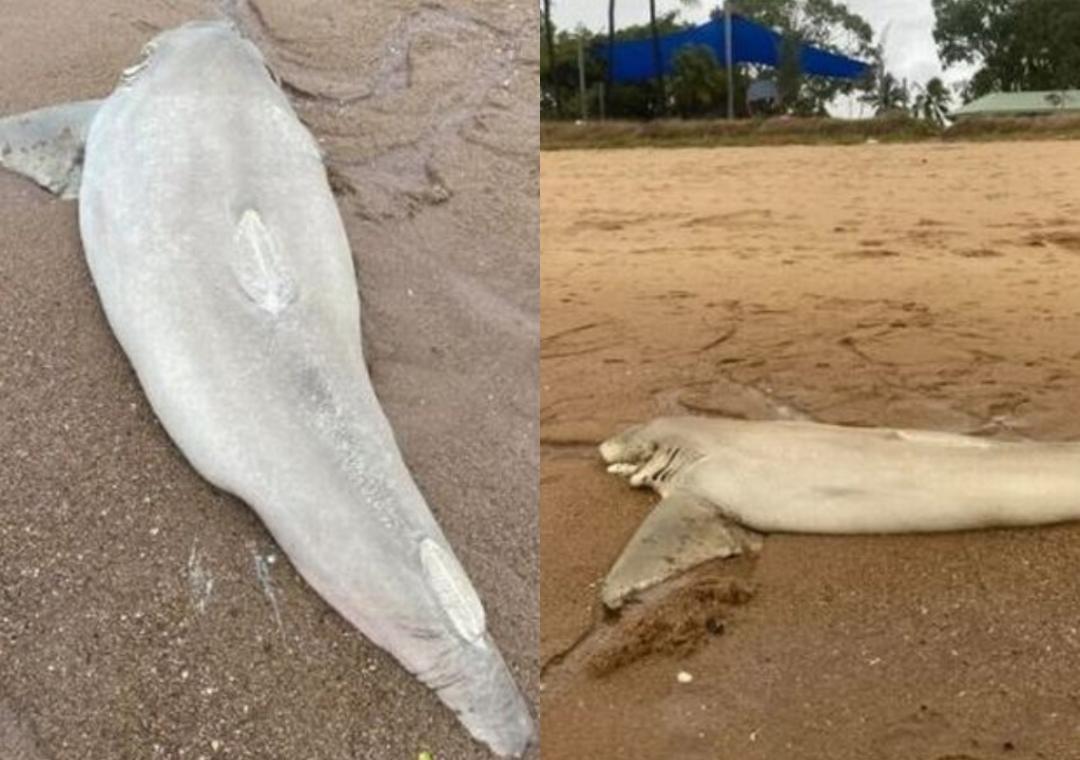 img_1688487190532_863.jpg?