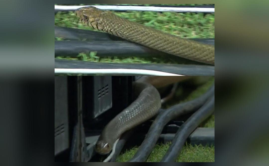 Big snake spotted near boundary line during LPL match, pic goes viral