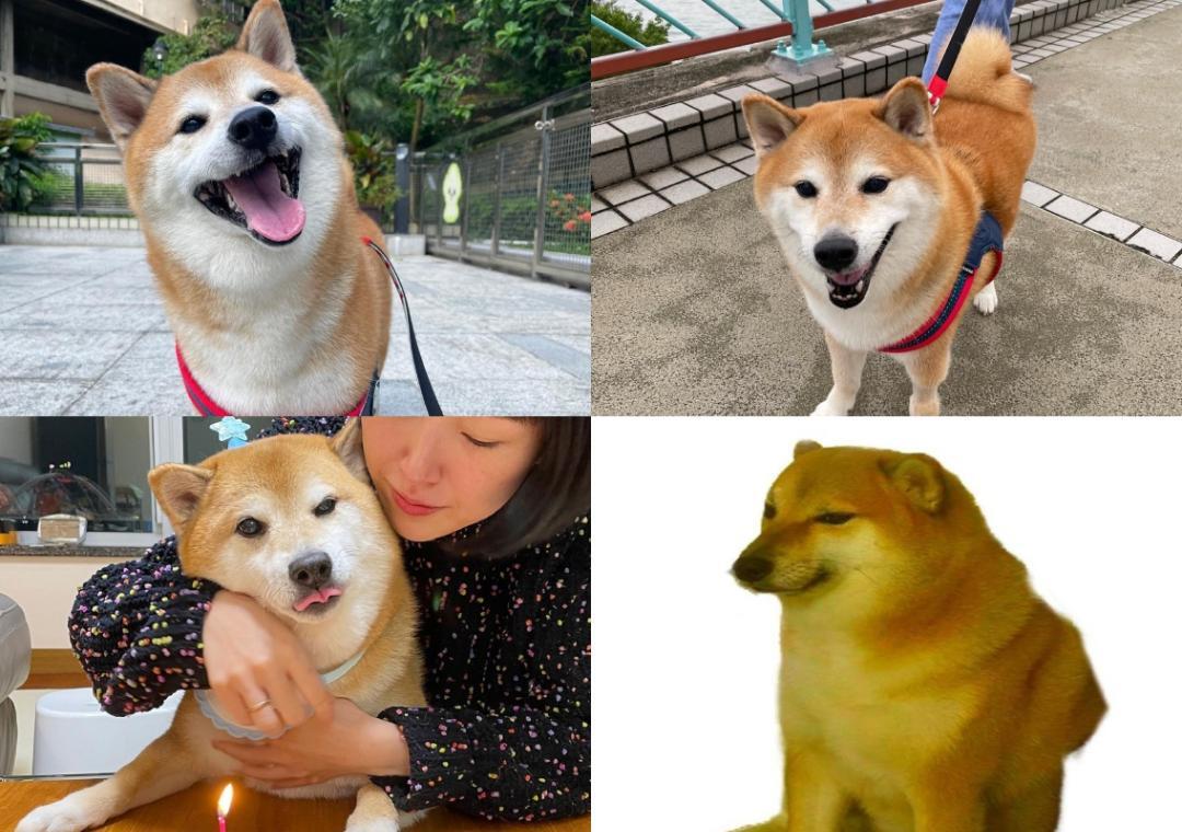 Viral meme dog Cheems passes away