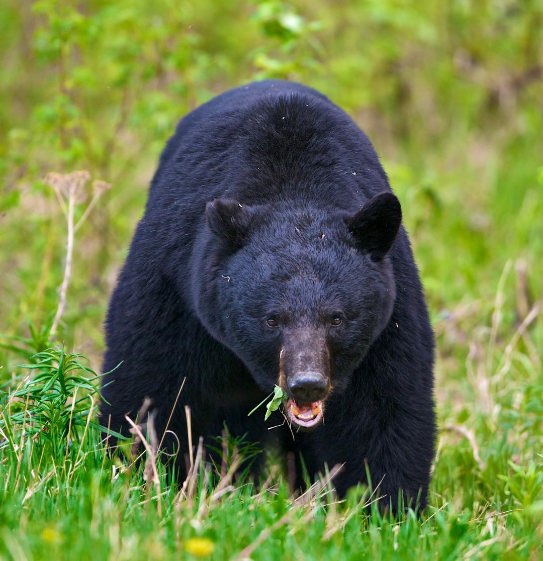 US police shoots 'agitated' bear dead that charged at 2 people