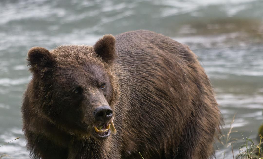 Teenager saves father by punching bear in the face in Sweden