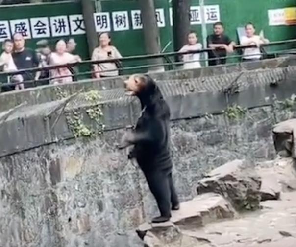 Visitors surge at China zoo after 'humans dressed as bears' claims