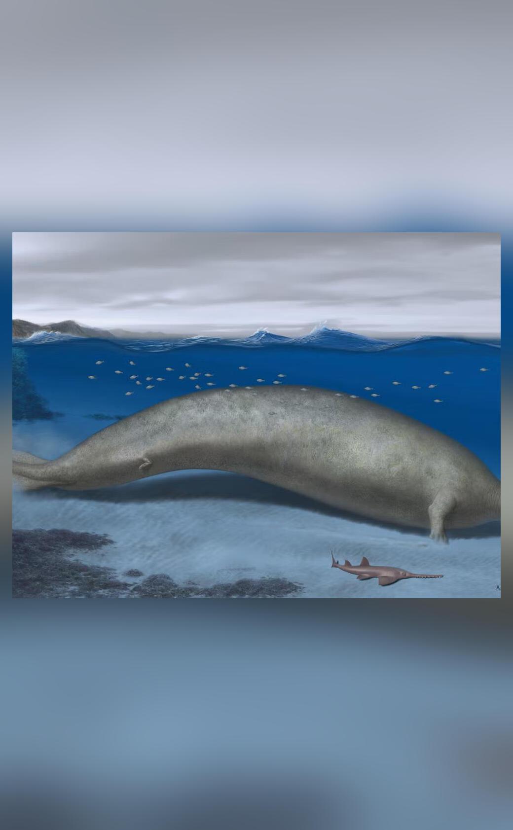 39-million-year-old extinct whale believed to be the heaviest animal ...