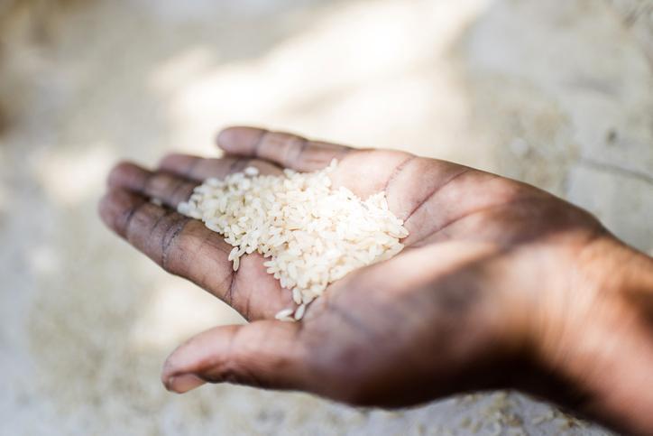 World rice price index rises to near 12-yr high in July: UN's FAO