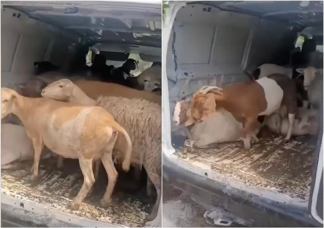 Miami Police finds over 25 stolen animals stuffed in back of van