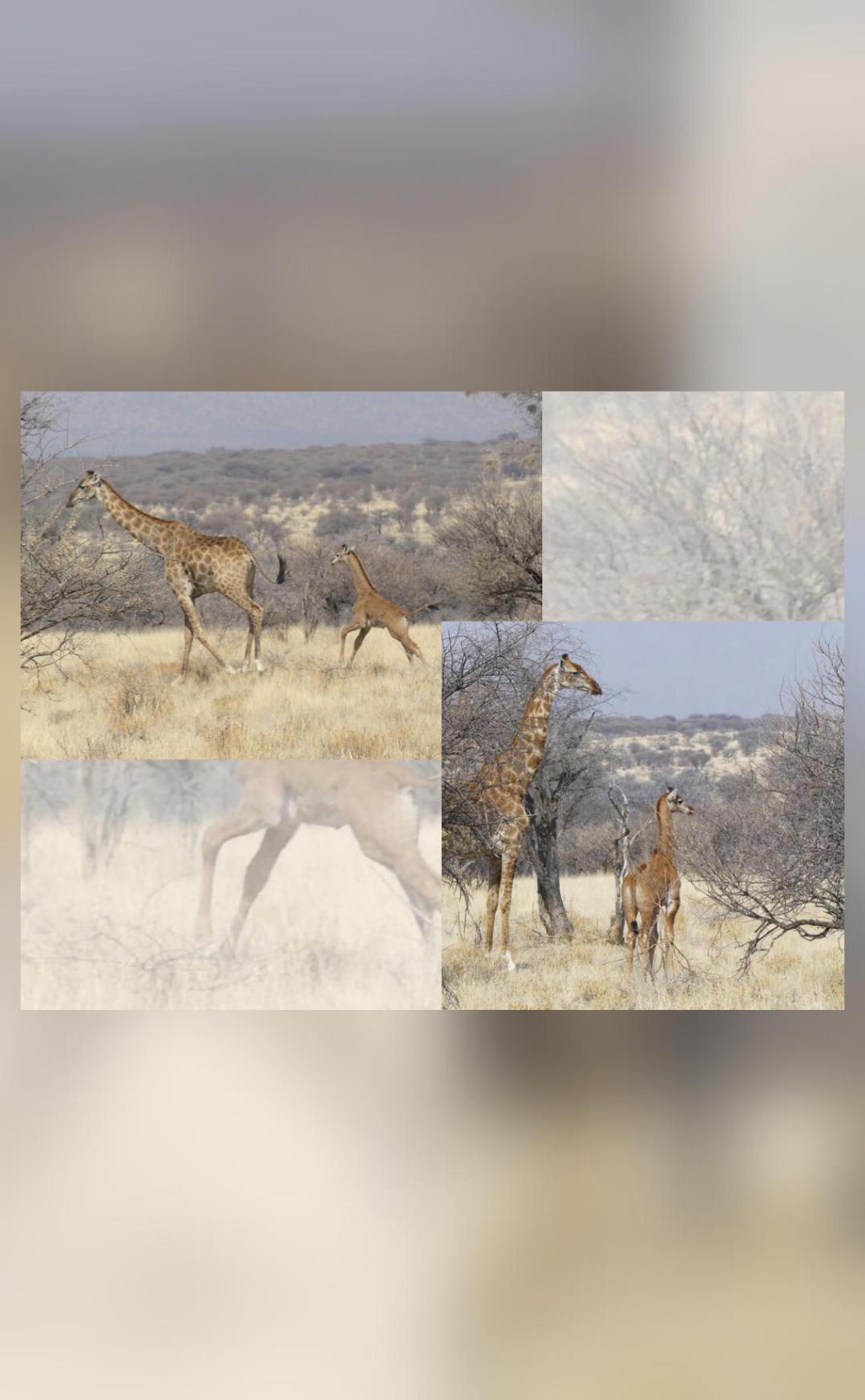 img_1694945462406_740.jpg?