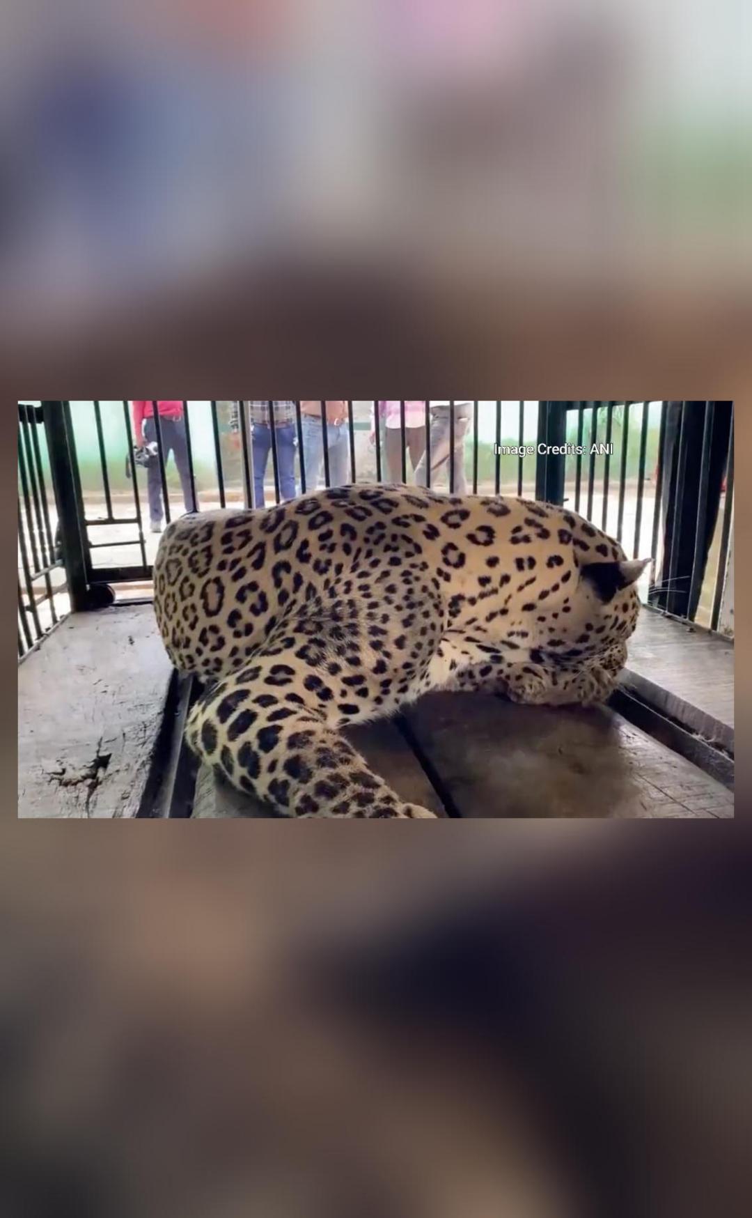 Sick leopard who was chased by villagers in MP has forgotten its identity