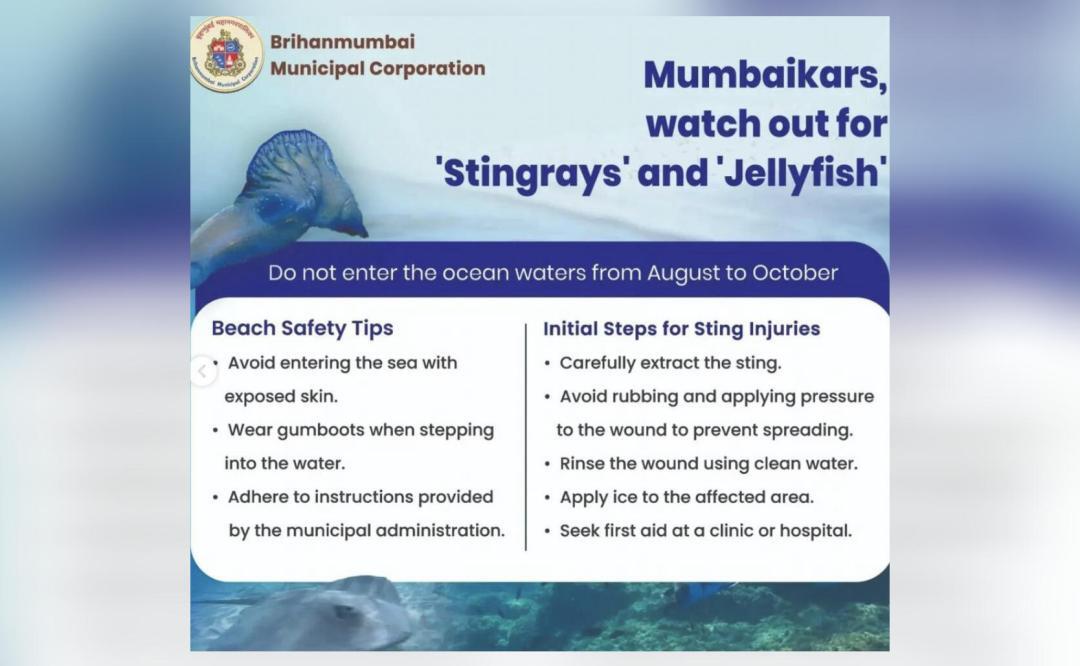 Stingray, jellyfish warning issued in Mumbai ahead of Ganesh Visarjan