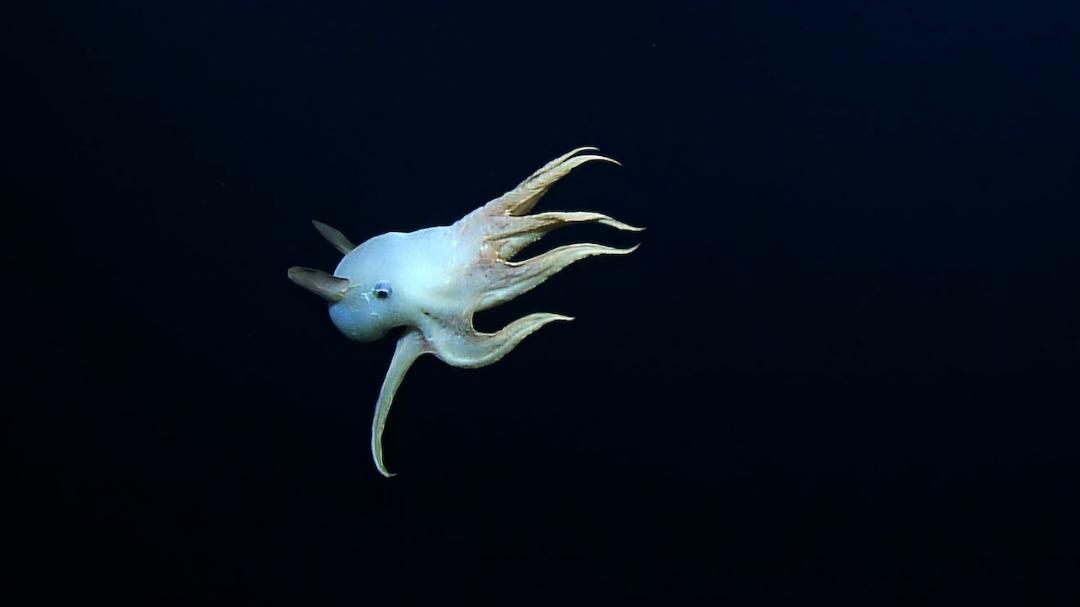 Rare 'Dumbo' octopus spotted in deep sea; video released