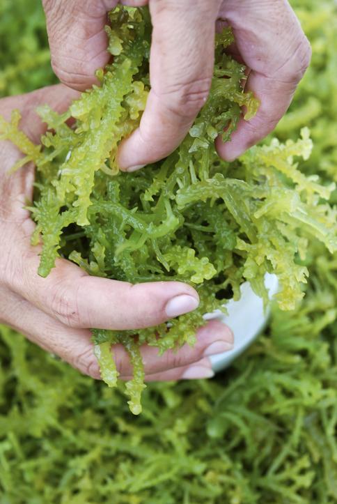 European human ancestors ate seaweed & freshwater plants: Study ...
