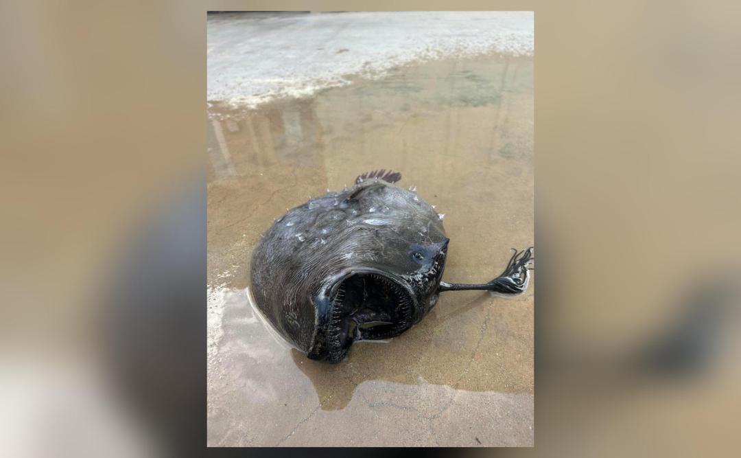 img_1698404216241_129.jpg?