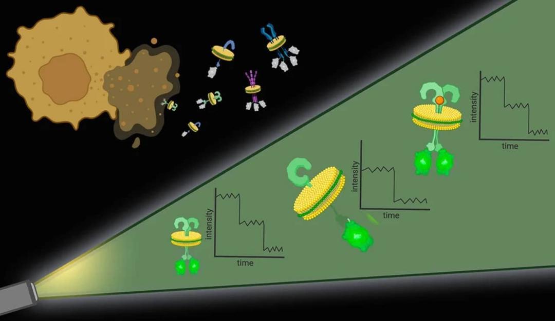 Probing membrane proteins with molecular cutters | Science News | Inshorts