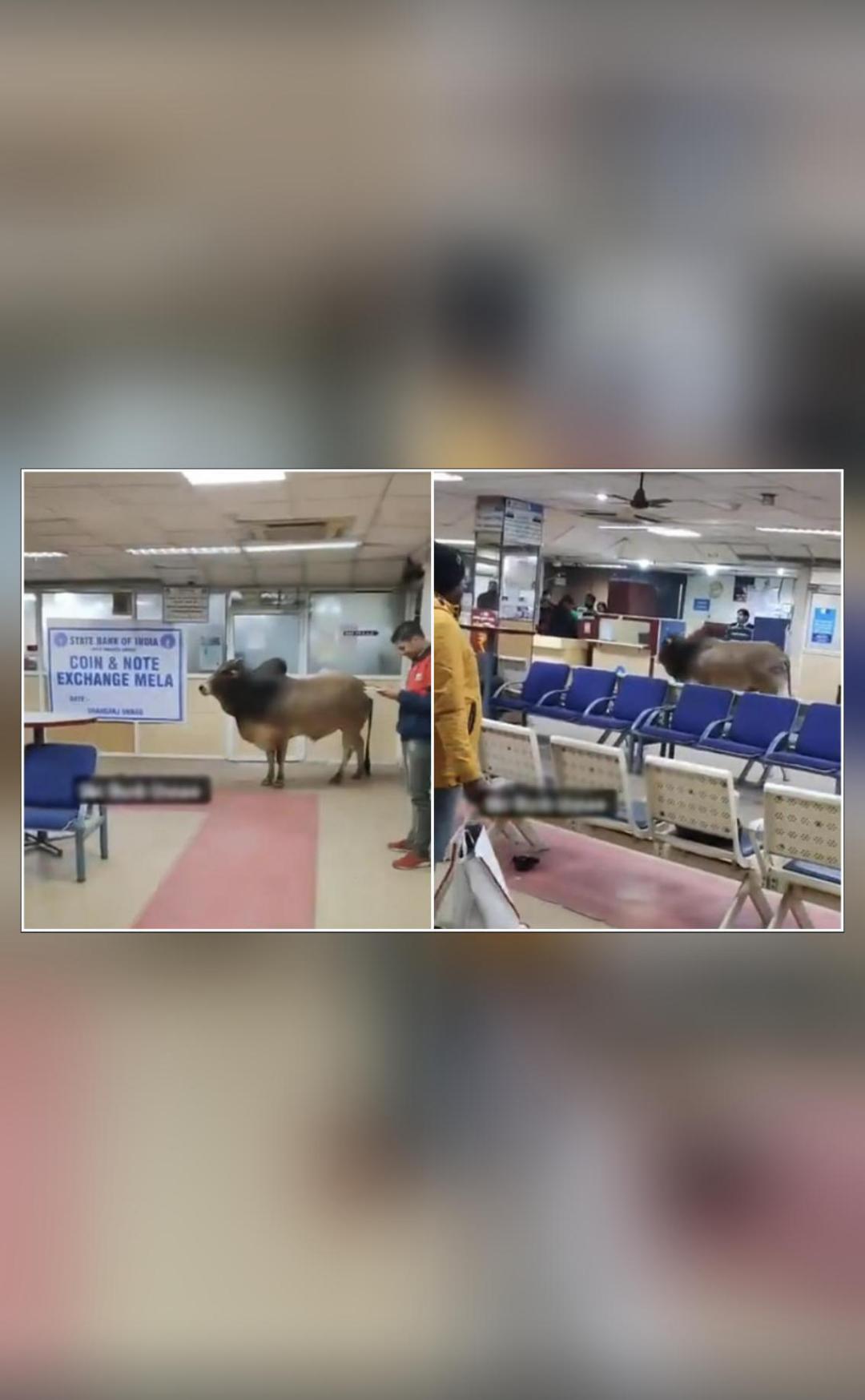 Video shows bull inside SBI branch in UP's Unnao, causes panic ...