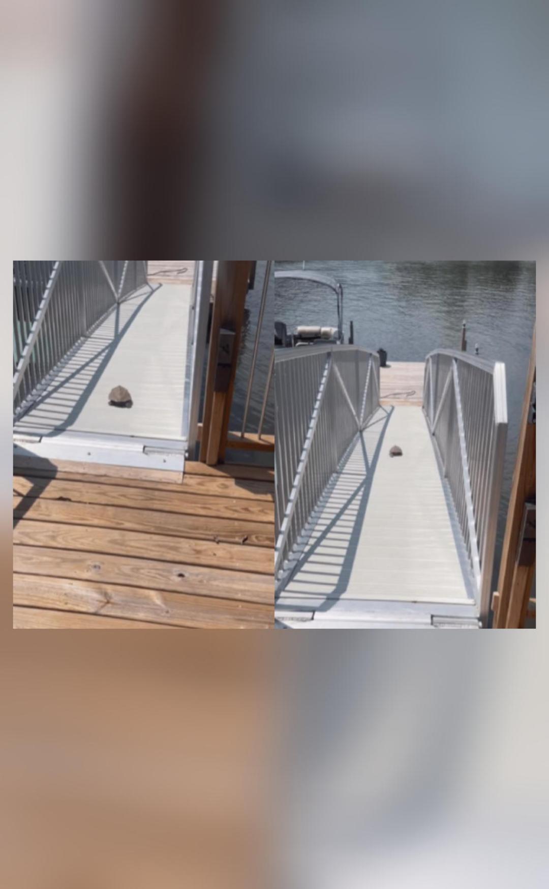 Viral Video: Turbo Turtle Shocks Internet with Lightning Speed | Hatke ...