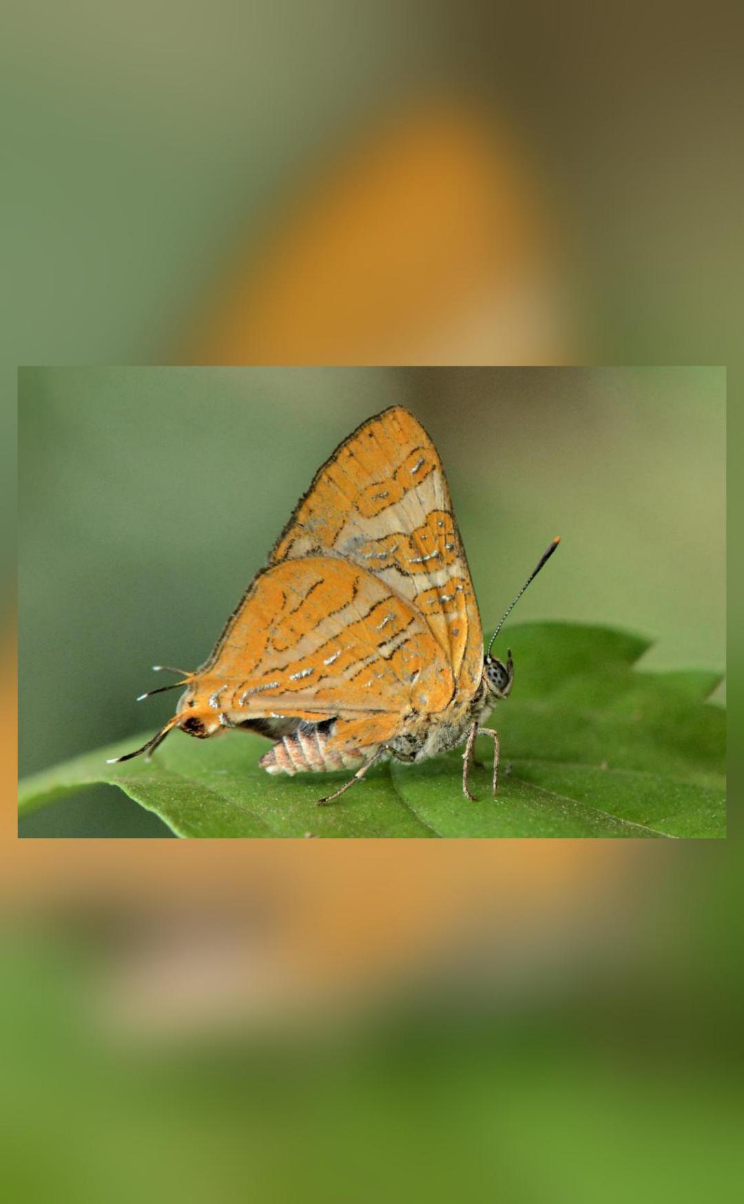 img_1705385289427_262.jpg?