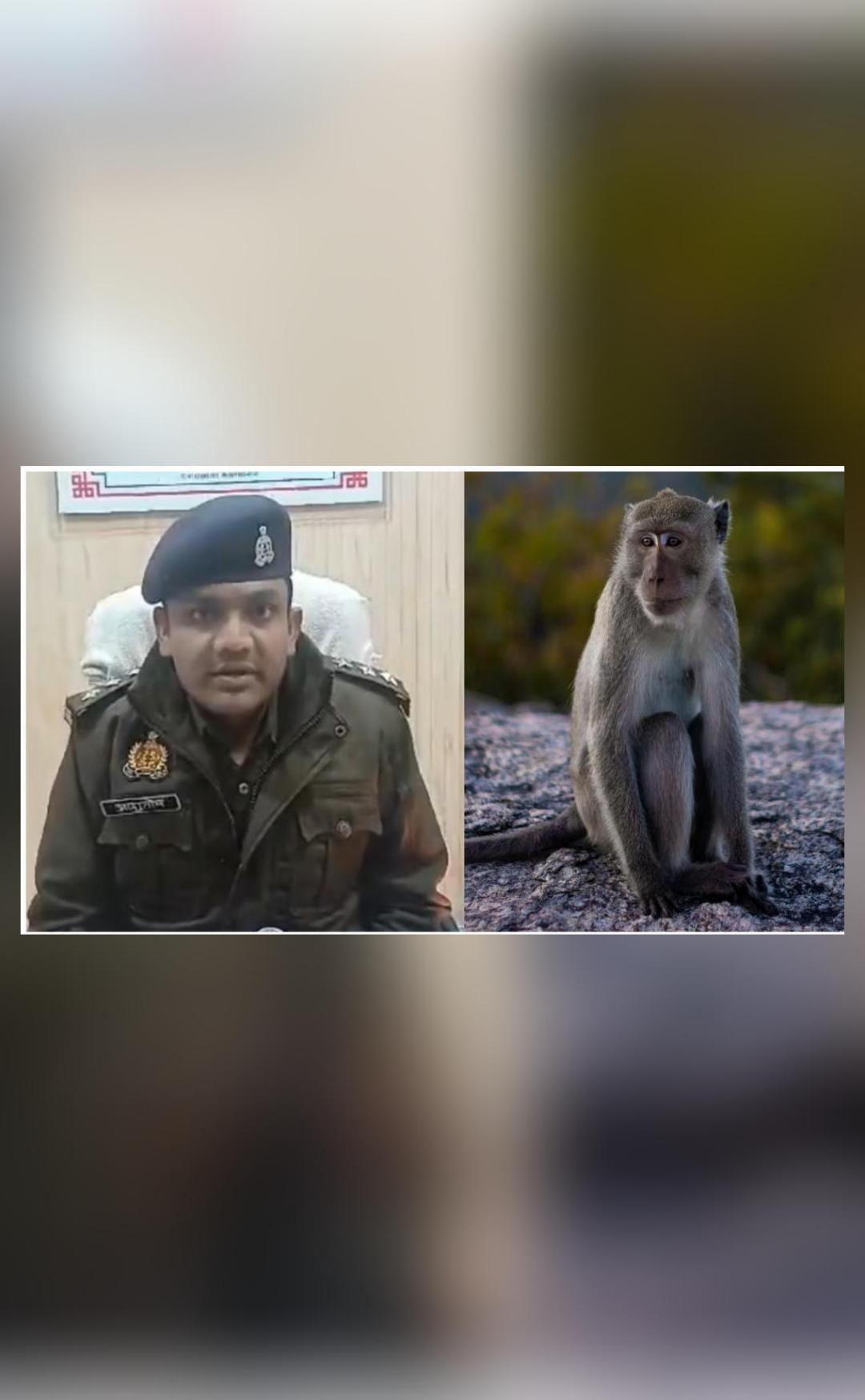 Monkey shot dead in UP, police exhumes body for autopsy | National News ...