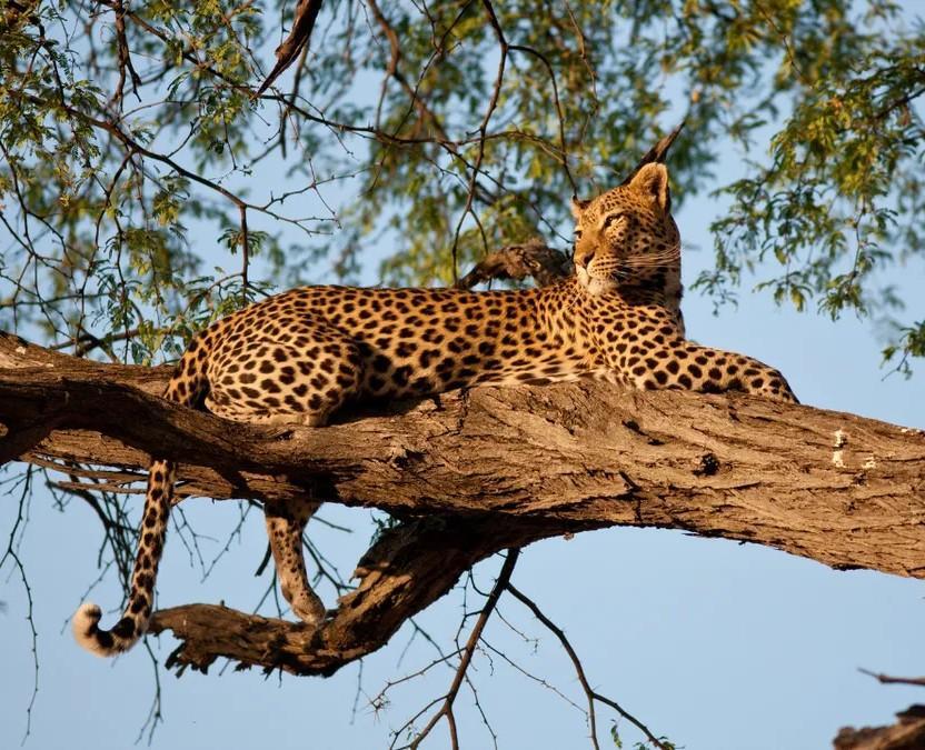 Panar Leopard: The man-eater that claimed 400 lives | Miscellaneous ...