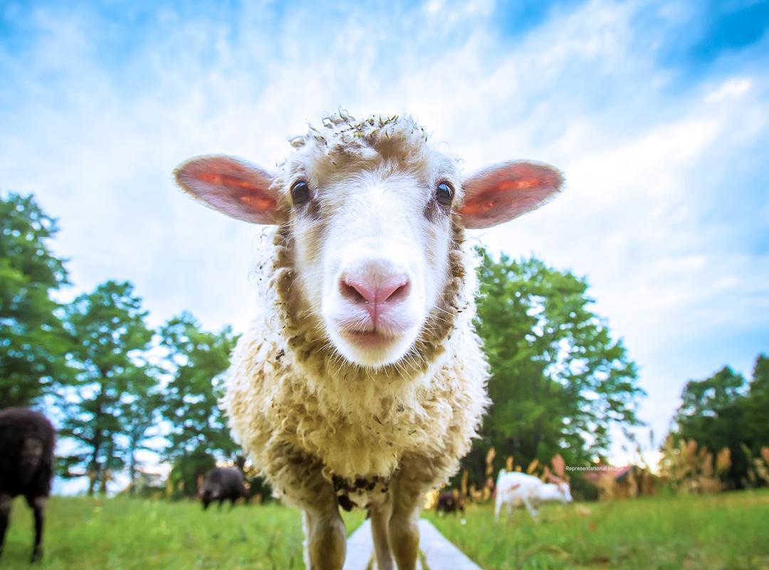 img_1710336481895_180.jpg?