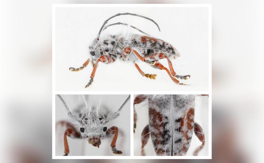 img_1711012233036_319.jpg?