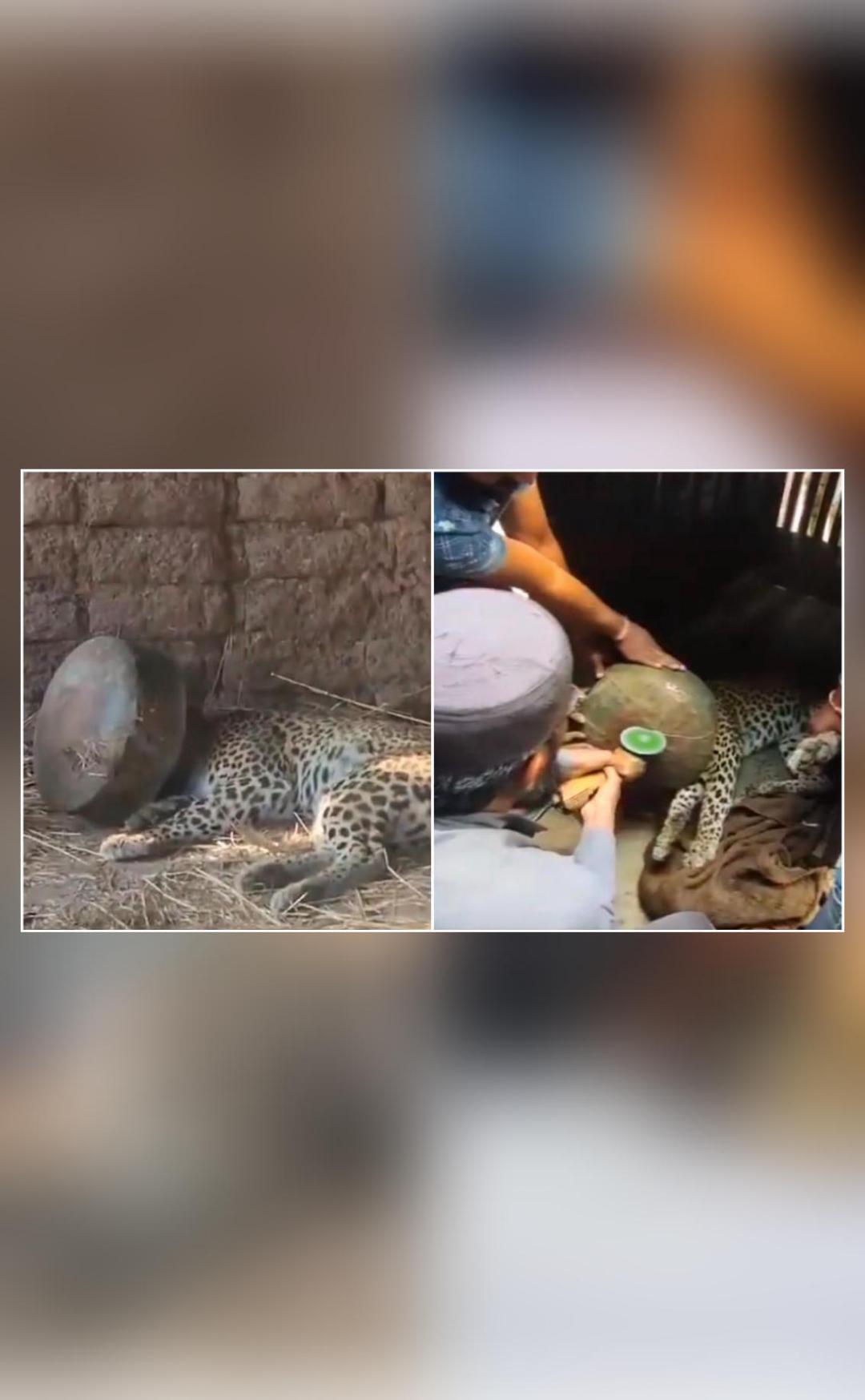 VIDEO: Leopard stuck its head in pot in Dhule; rescued after 5 hrs ...