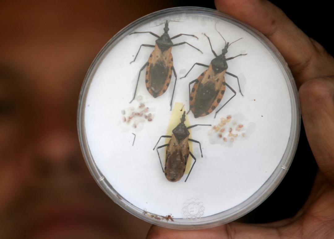 img_1713158517731_459.jpg?