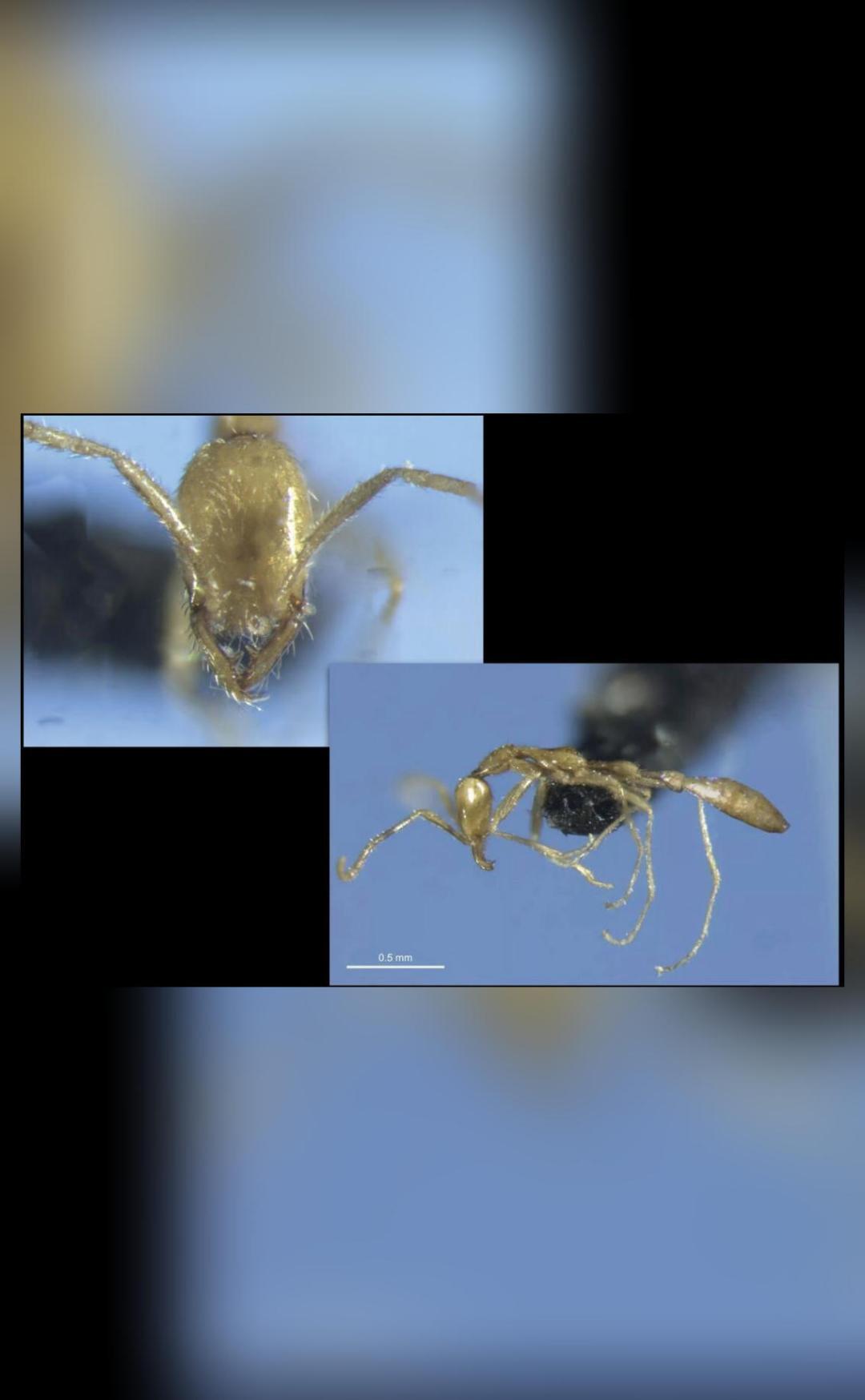 Scientists discover new species of 'ghostly' ant, name it 'Voldemort ...