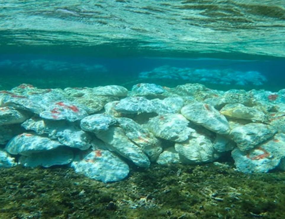 img_1716270283589_264.jpg?