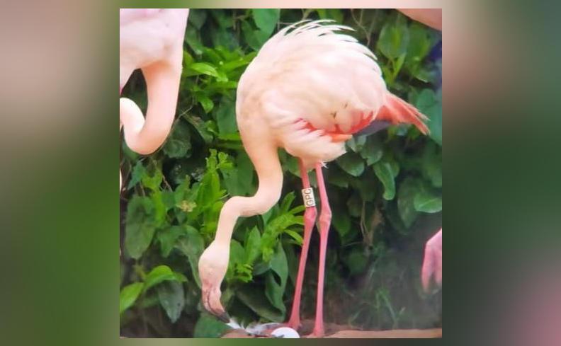 img_1716560639310_85.jpg?