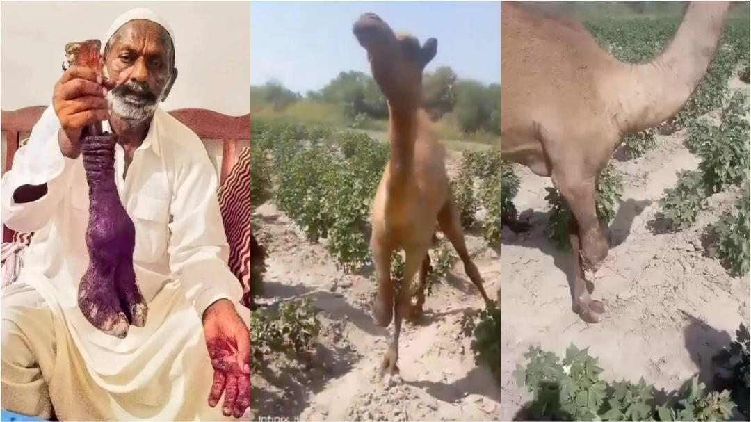 Man chops camel's leg for grazing in his field in Pakistan | Hatke News ...