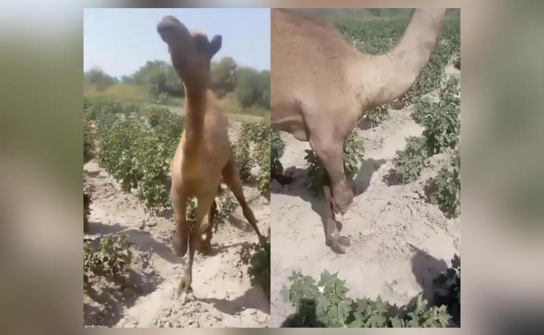 img_1718708601827_170.jpg?