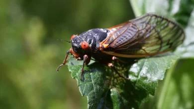 Chicago faces mite infestation after massive cicada emergence | World ...