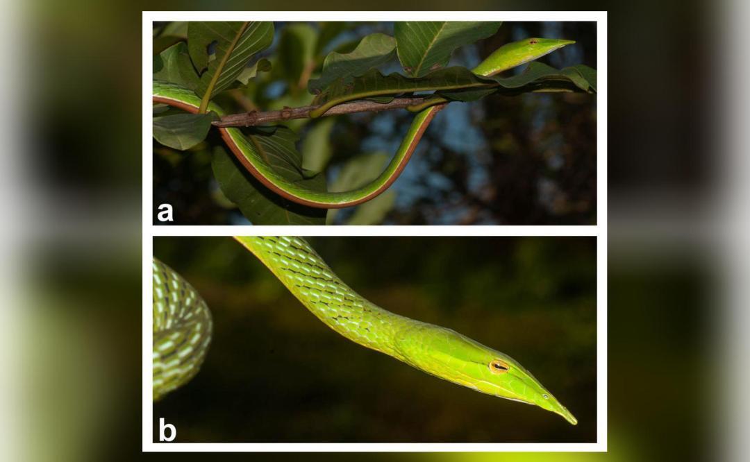 New snake species with long snout found in India | Science News | Inshorts