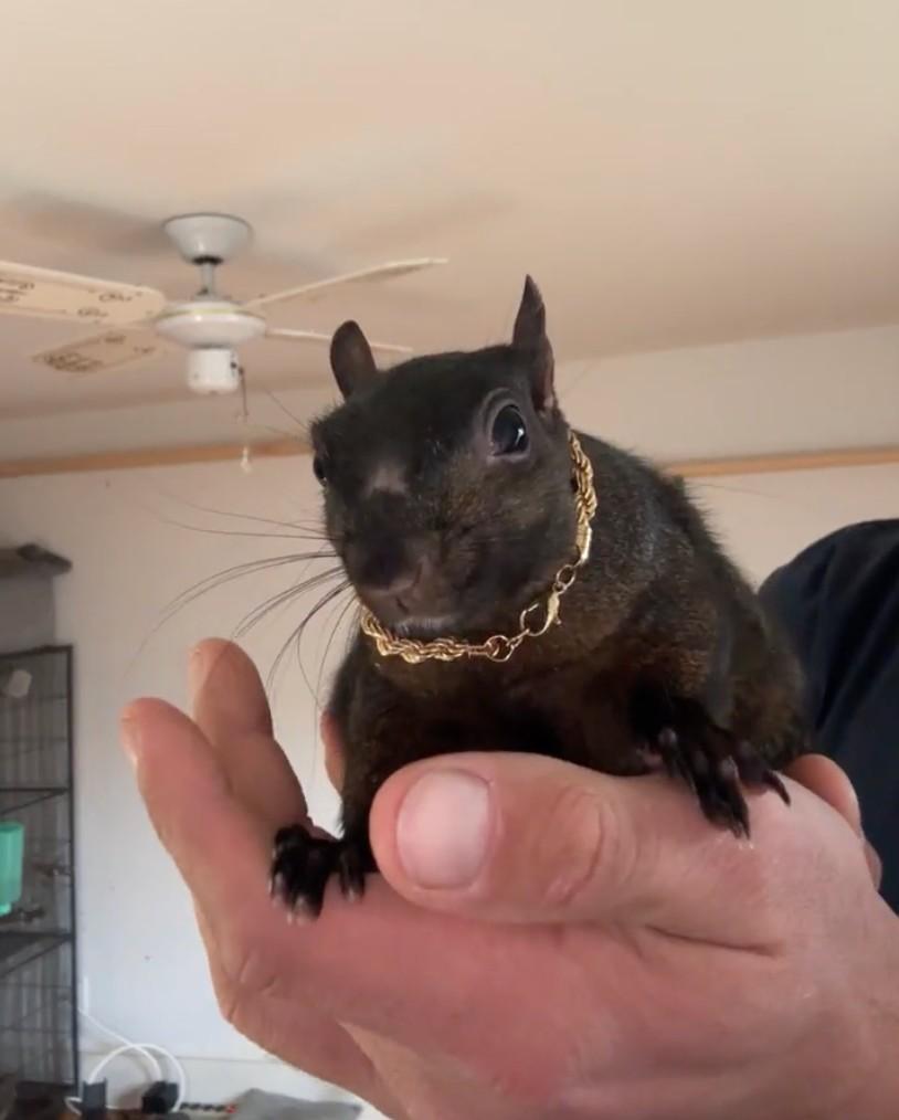 img_1731488817651_294.jpg?