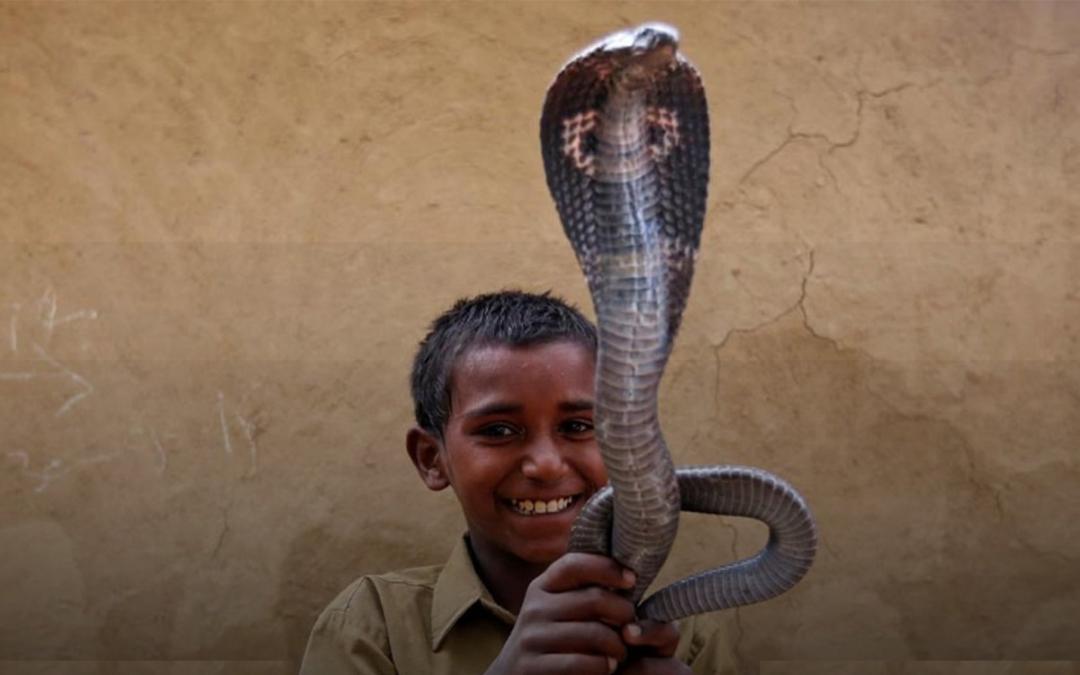 Shetphal: The village where snakes live with humans in their homes ...