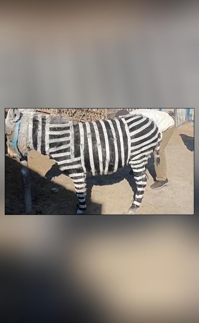 Chinese zoo paints donkey to look like zebra to attract visitors ...