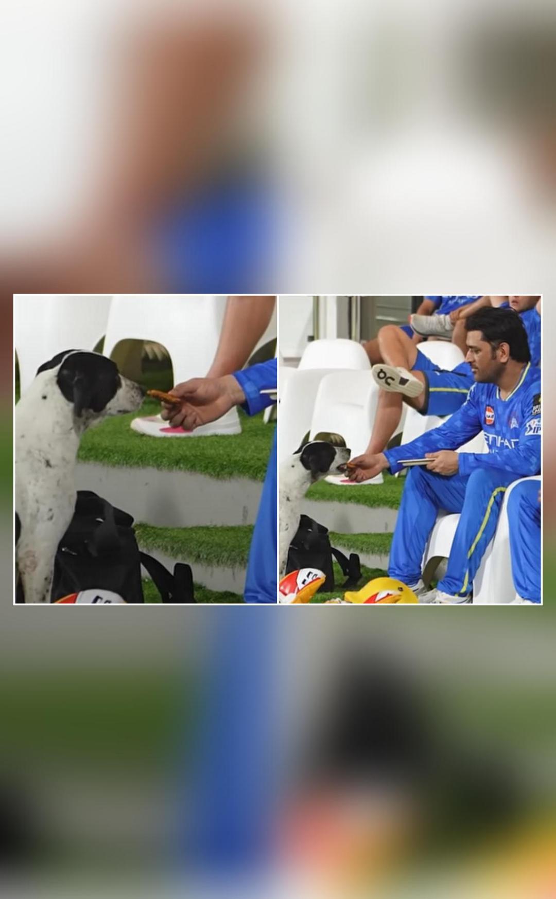 Former CSK captain MS Dhoni seen feeding stray dog during IPL camp ...