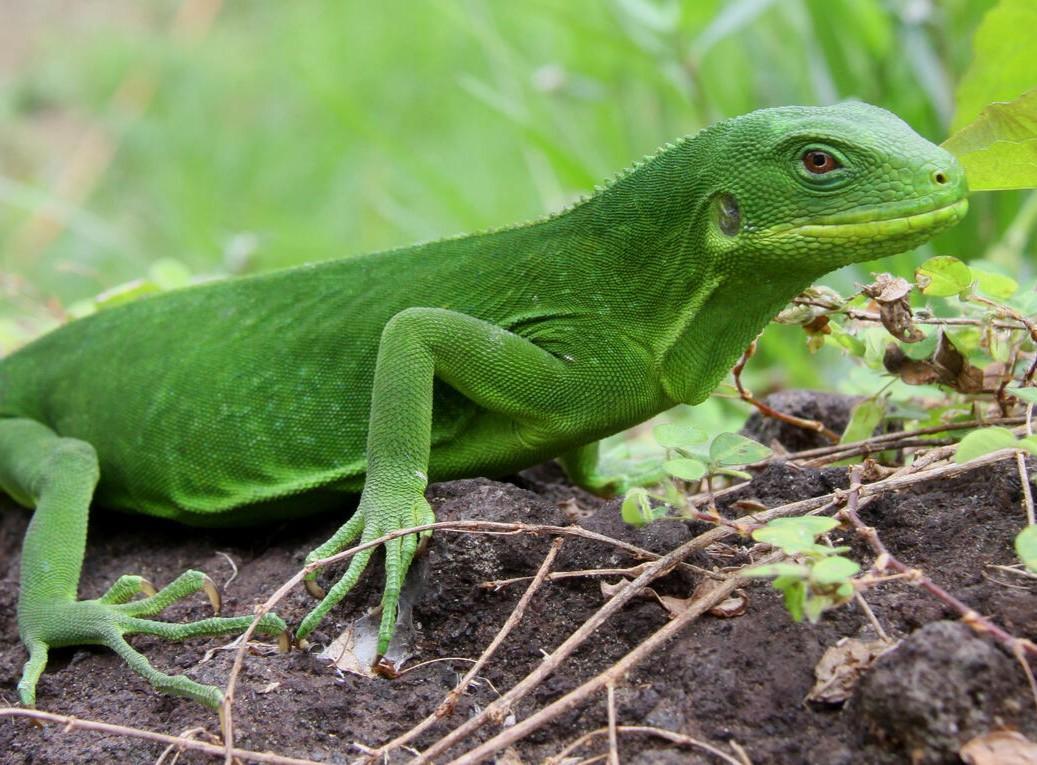 img_1742388699775_674.jpg?